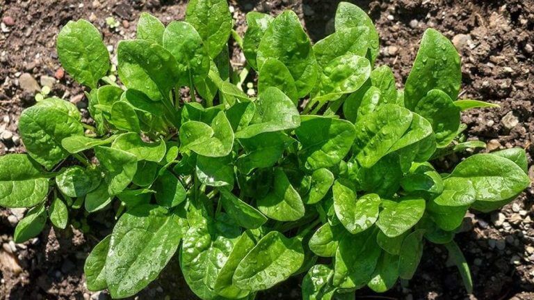 cultiver épinard | Le potager