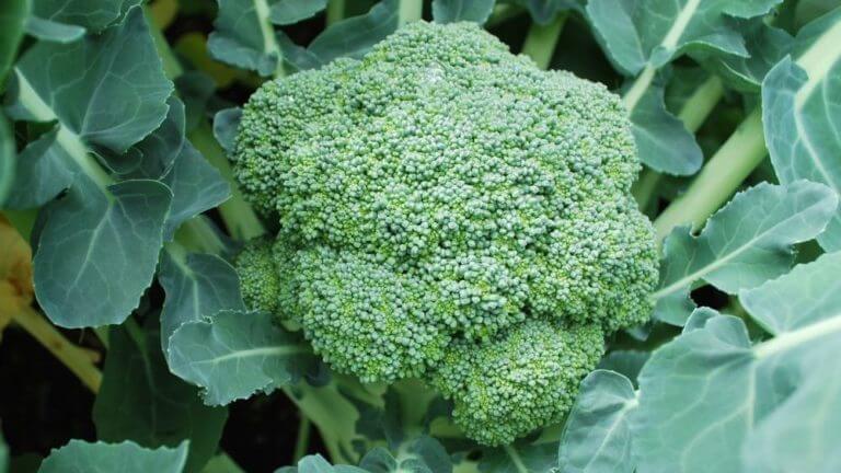 Comment faire pousser du brocoli à partir de graines : guide complet pour un potager réussi
