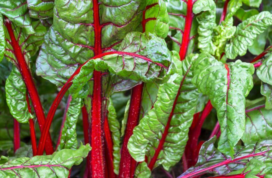 Quoi faire pousser en juillet