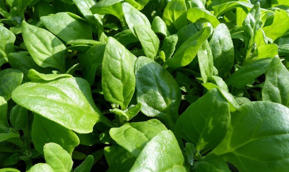 Comment faire pousser de la Tétragone cornue (épinard de Nouvelle-Zélande )