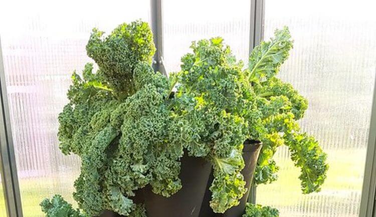 7 légumes que vous pouvez cultiver à l’intérieur en hiver