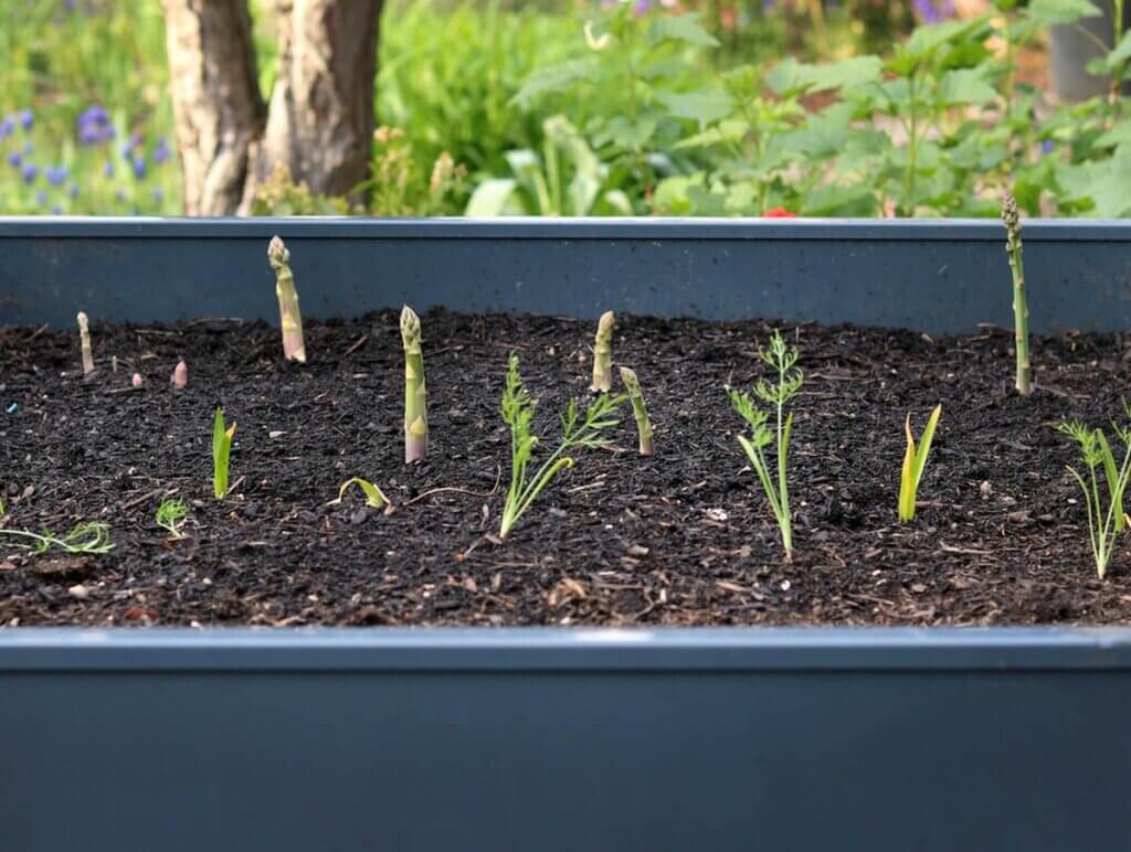 12 légumes à planter ou semer en janvier dans votre potager
